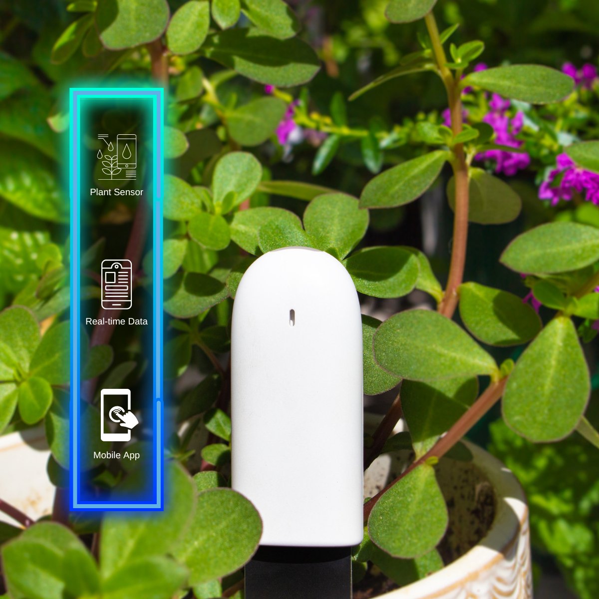 Plant & Flower Smart Sensors - Plant Sensors & Smart Plant Monitor ...