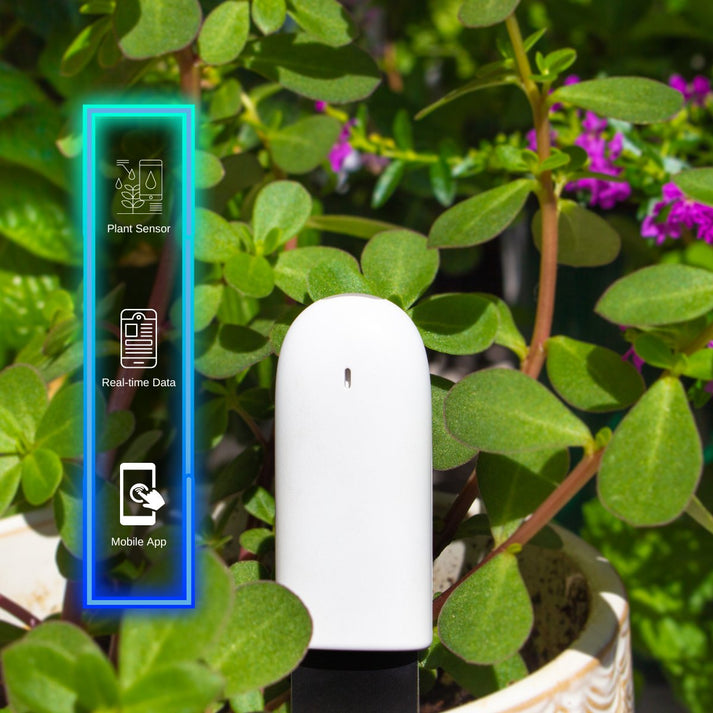 Plant & Flower Smart Sensors - Plant Sensors & Smart Plant Monitor