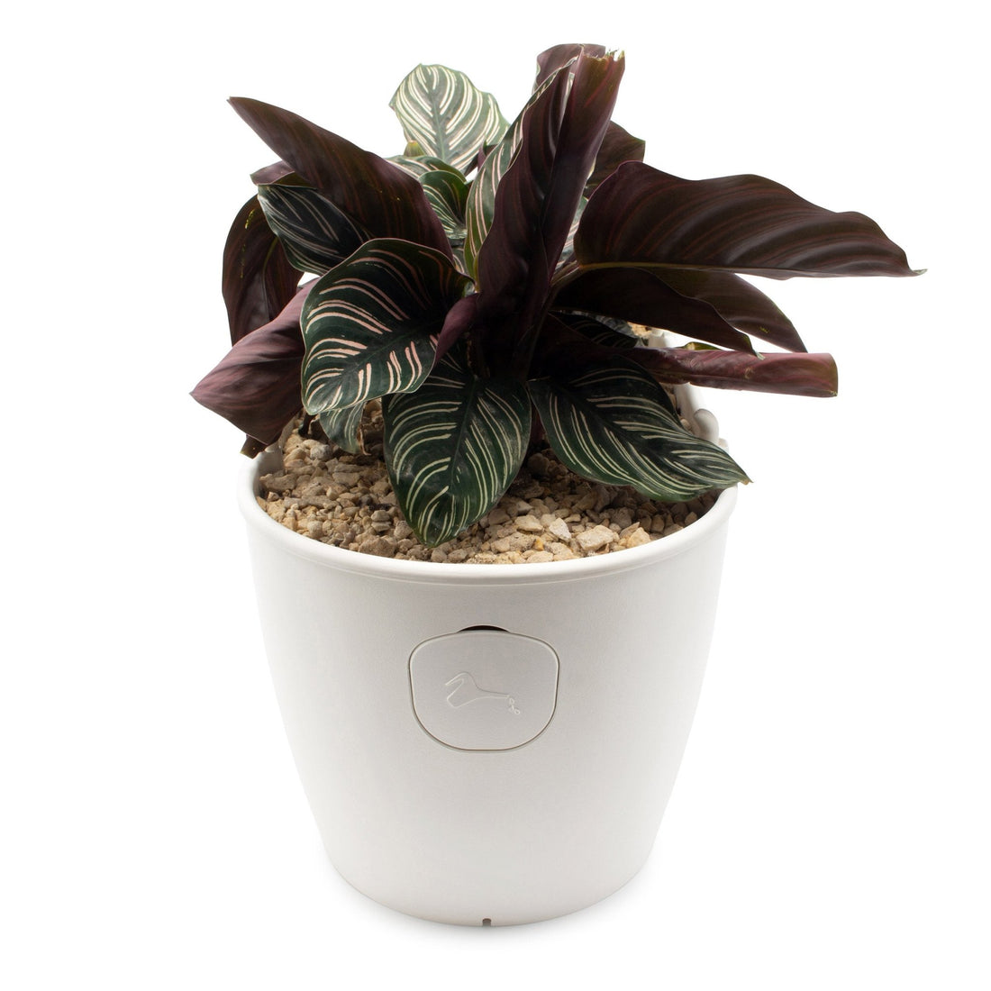 Self Watering Smart Planting Pot - Smart Planting Pot to Monitor Plants ...
